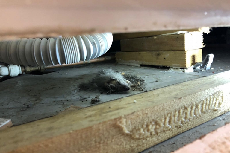 Rat Proofing your house in London - FAQ and general information.